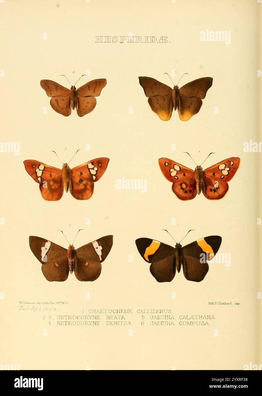 Illustrations of new species of exotic butterflies London, John Van ...