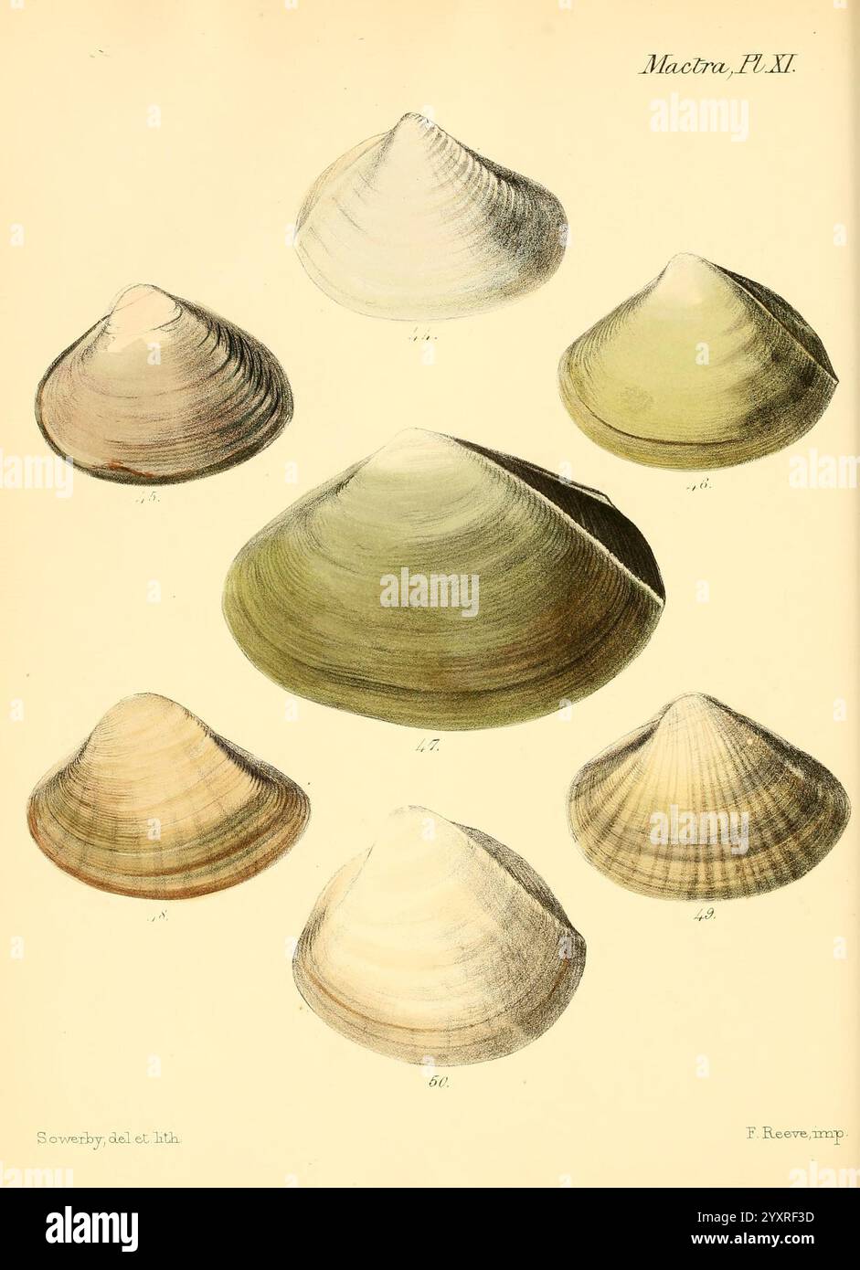 Conchologia iconica, or Illustrations of the shells of molluscous ...