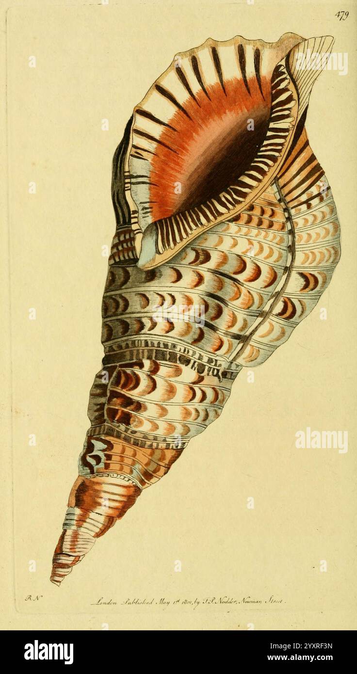 Descriptions and illustrations of mollusks, mollusks, pictorial works ...