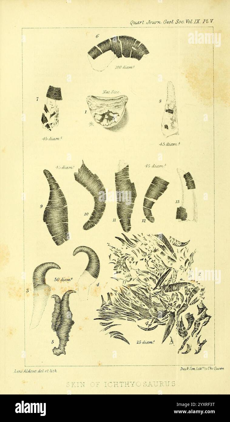 Ichthyofaunal skin adaptations hi-res stock photography and images - Alamy