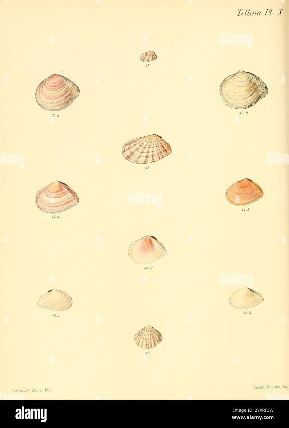 Conchologia Iconica, or Illustrations of the Shells of Molluscous ...