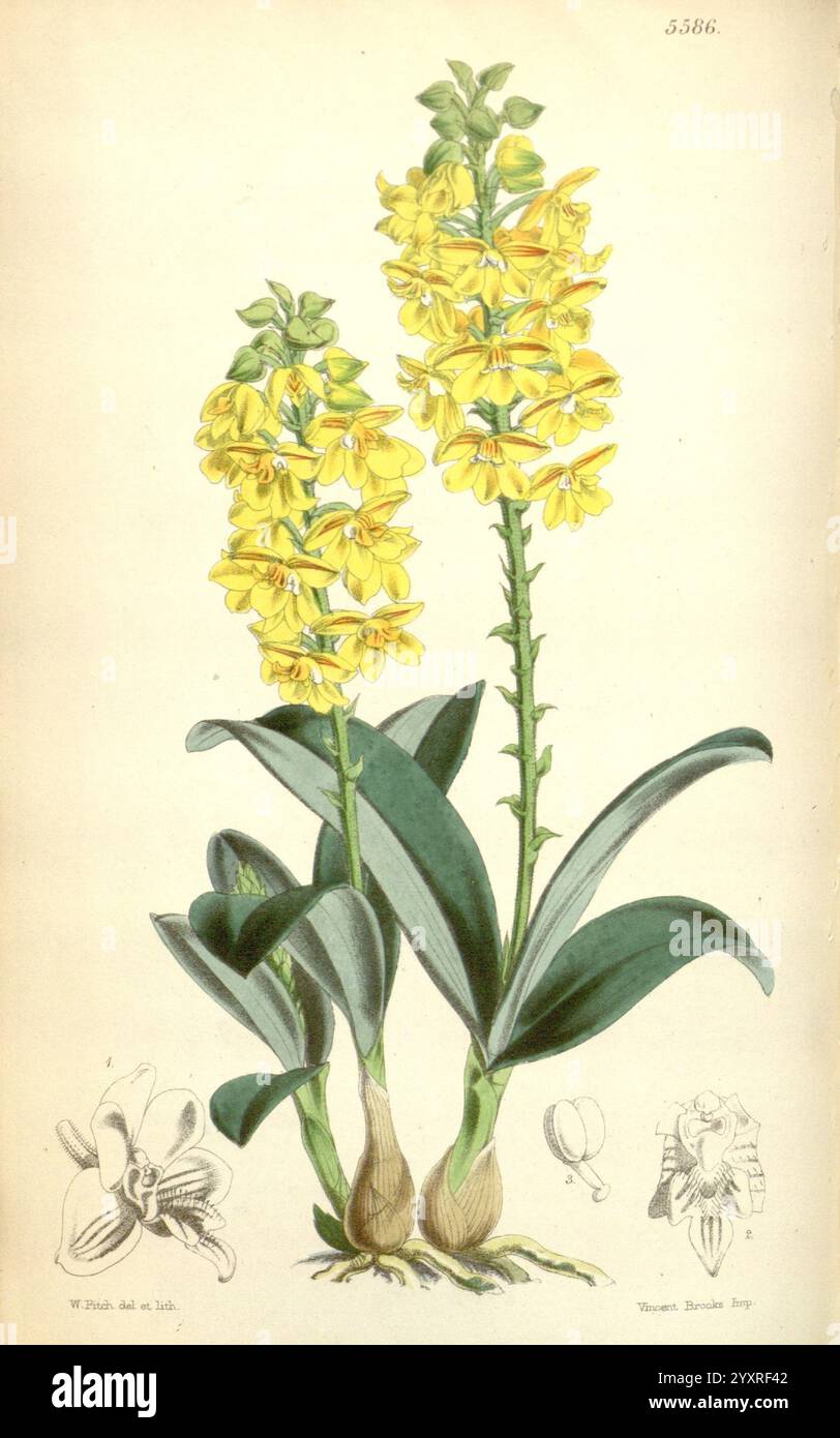 Plant reveals bulbous structures hi-res stock photography and images ...