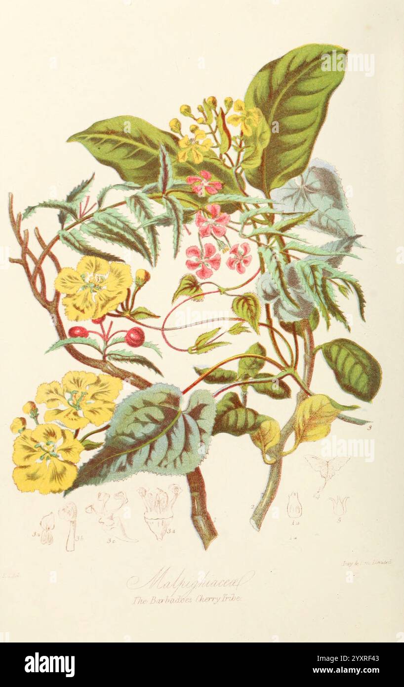 Illustrations of the Natural Orders of Plants with Groups and ...