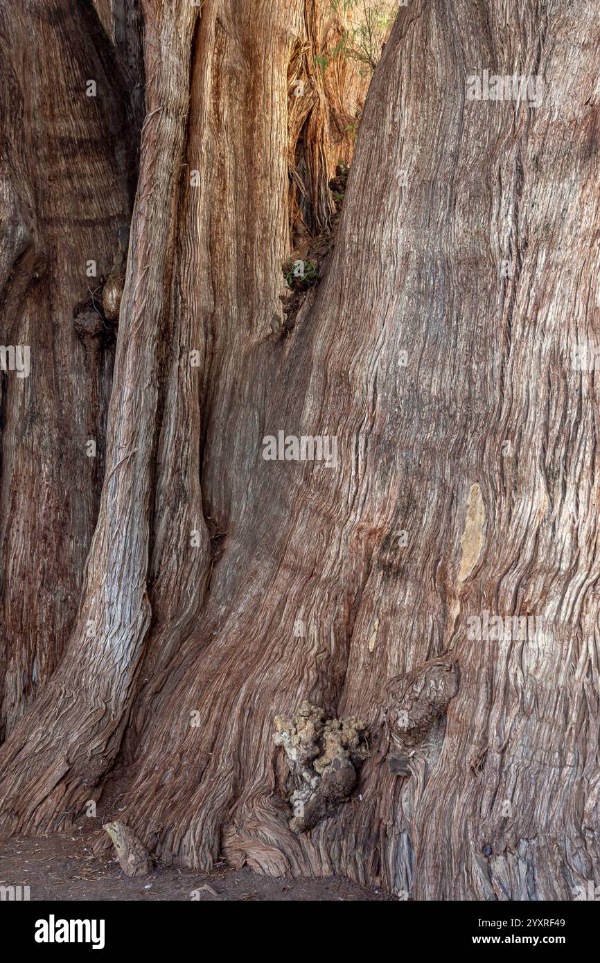 El arbol del tule oaxaca hi-res stock photography and images - Alamy