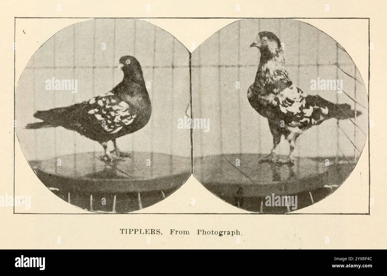 Breeds unique feather patterns hi-res stock photography and images - Alamy