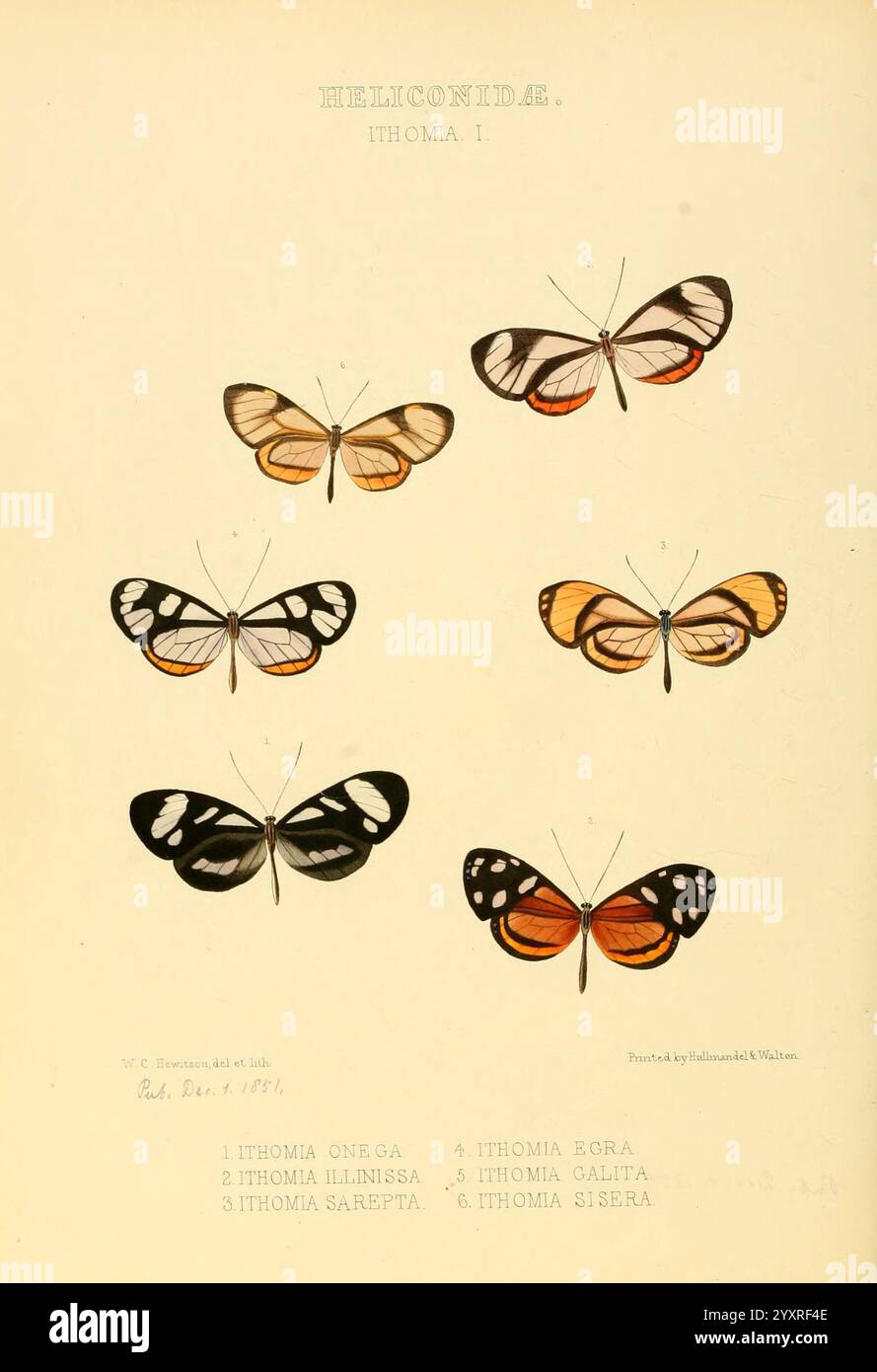 Family heliconidae hi-res stock photography and images - Alamy