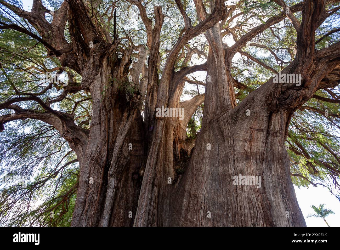 Tule tree, or árbol del tule, at Santa María del Tule, Oaxaca, Mexico ...