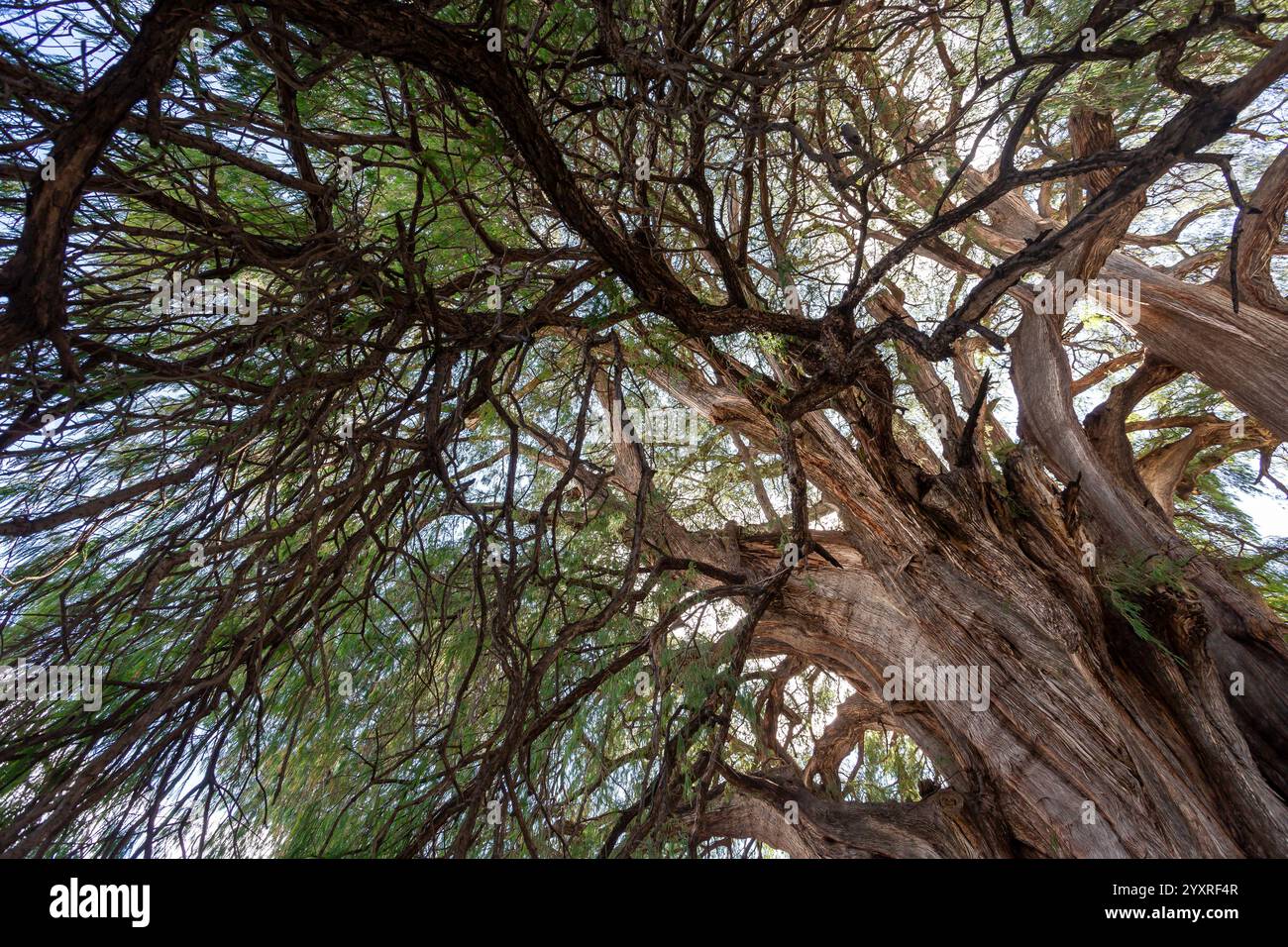 Tule tree, or árbol del tule, at Santa María del Tule, Oaxaca, Mexico Stock Photo - Alamy