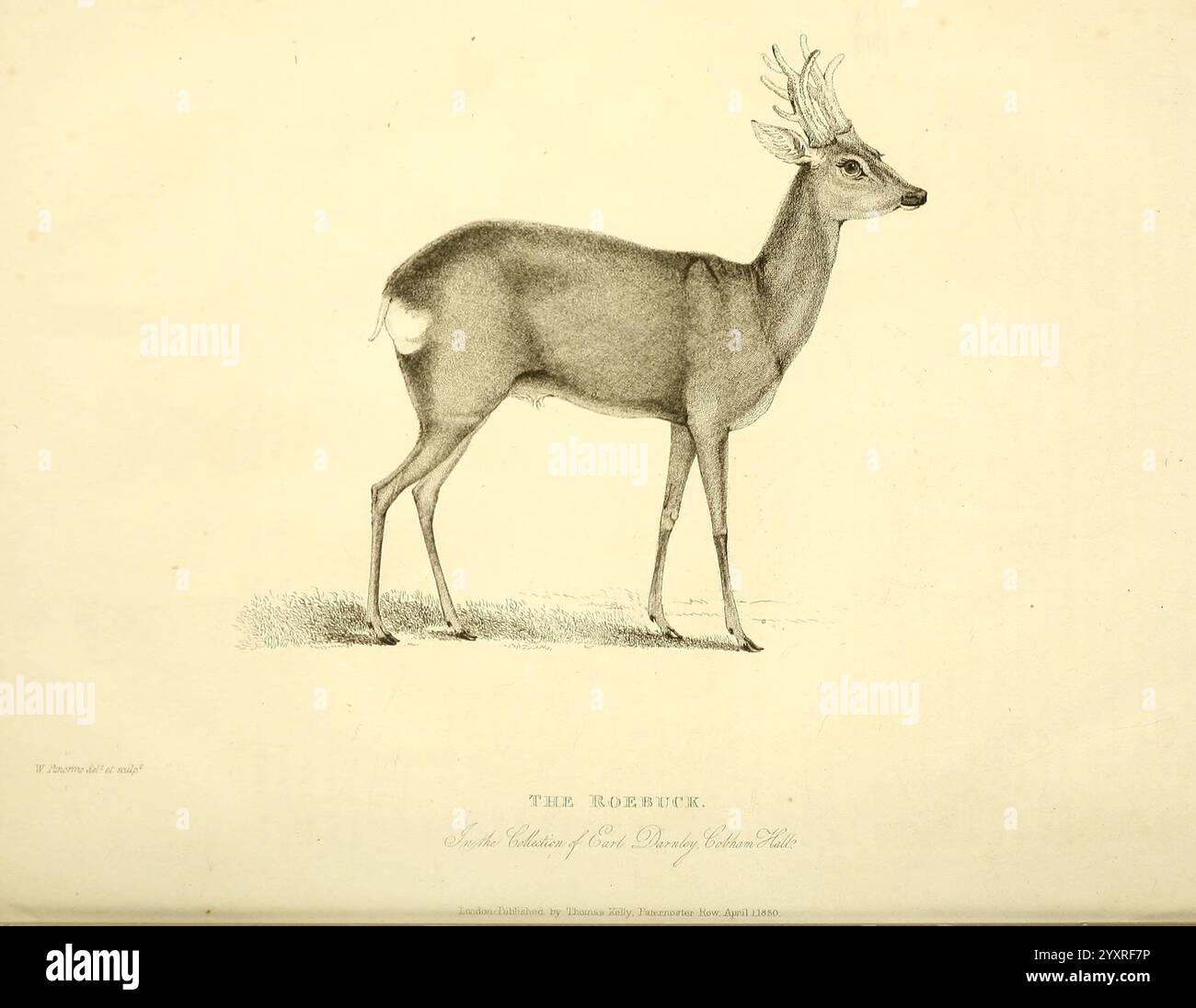 Elegant line work captures hi-res stock photography and images - Alamy