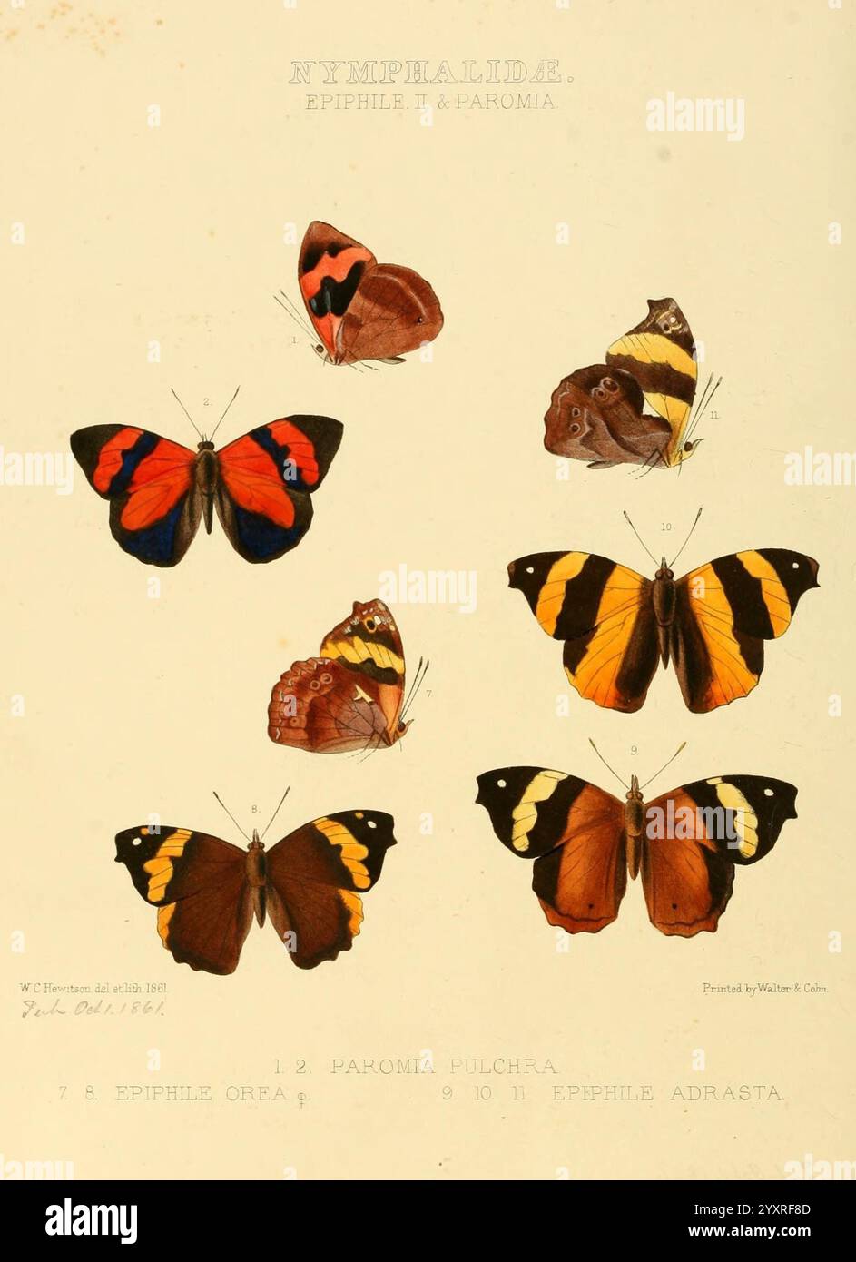 Illustrations of new species of exotic butterflies London John Van ...