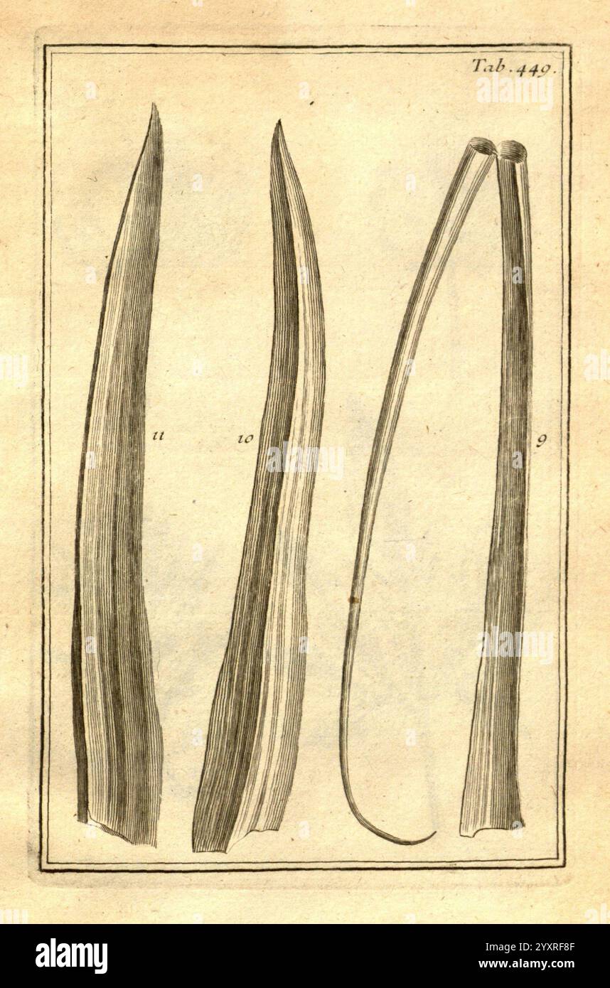 Slightly broader base hi-res stock photography and images - Alamy