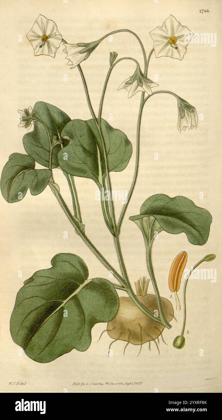 Prominent tuberous root system hi-res stock photography and images - Alamy