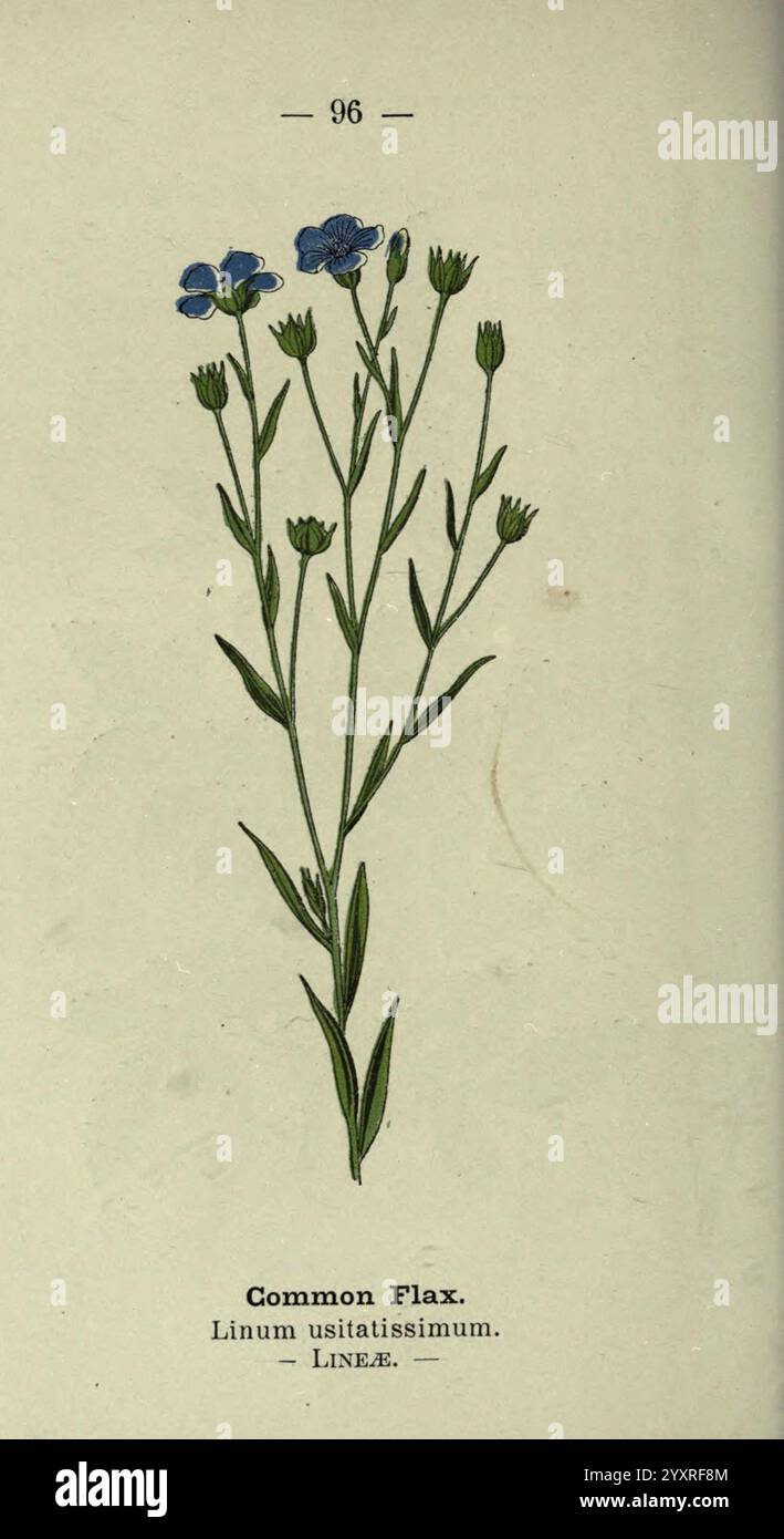 Linum usitatissimum illustration hi-res stock photography and images ...