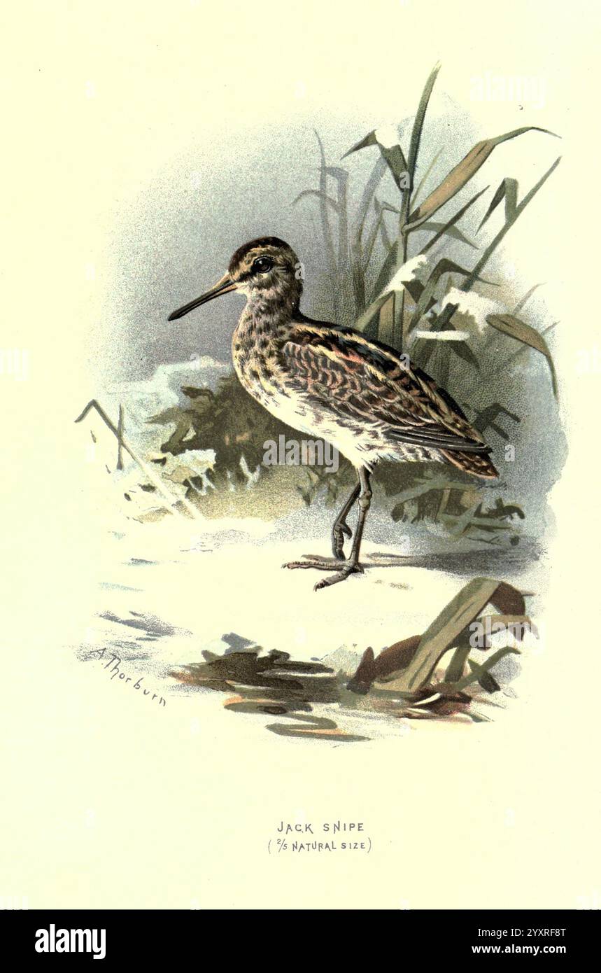 Jack snipe stands hi-res stock photography and images - Alamy