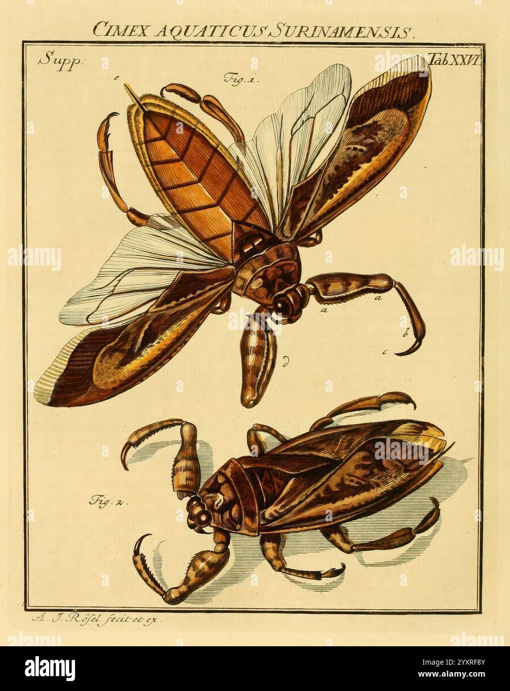 Belastomatidae hi-res stock photography and images - Alamy