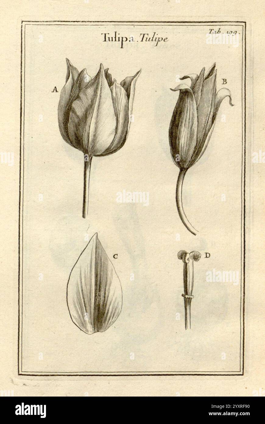 Joseph Pitton de Tournefort, Institutiones rei herbariæ, Parisiis, E ...