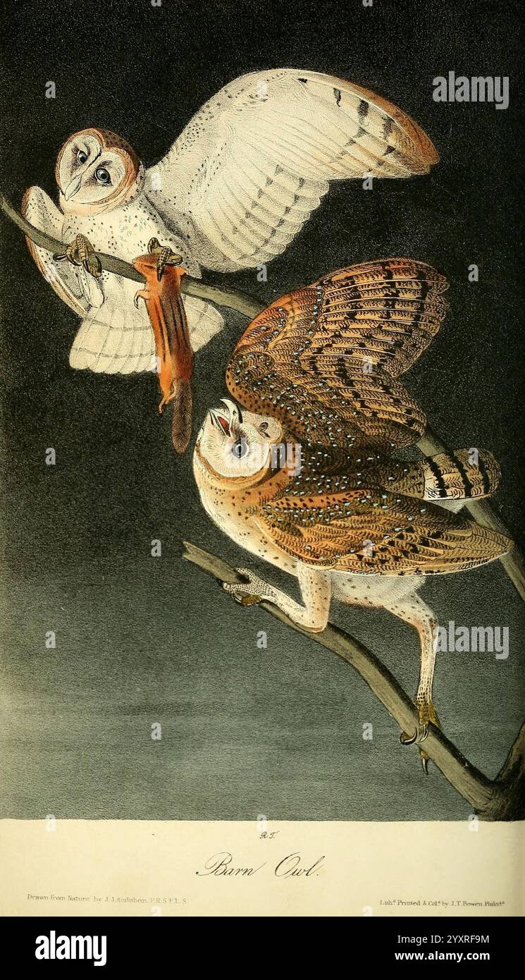 Two barn owls perched hi-res stock photography and images - Alamy