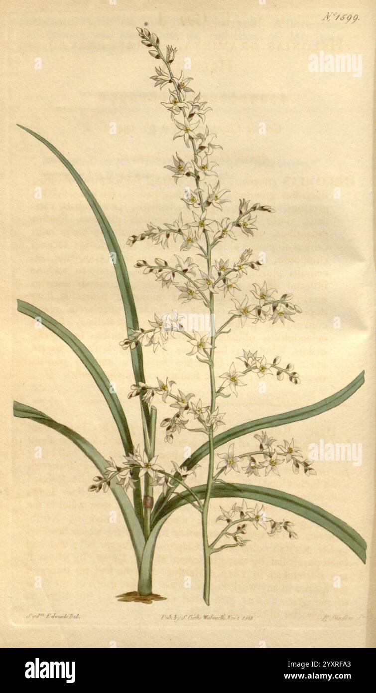 Curtis's Botanical Magazine London New York Botanical Illustration ...