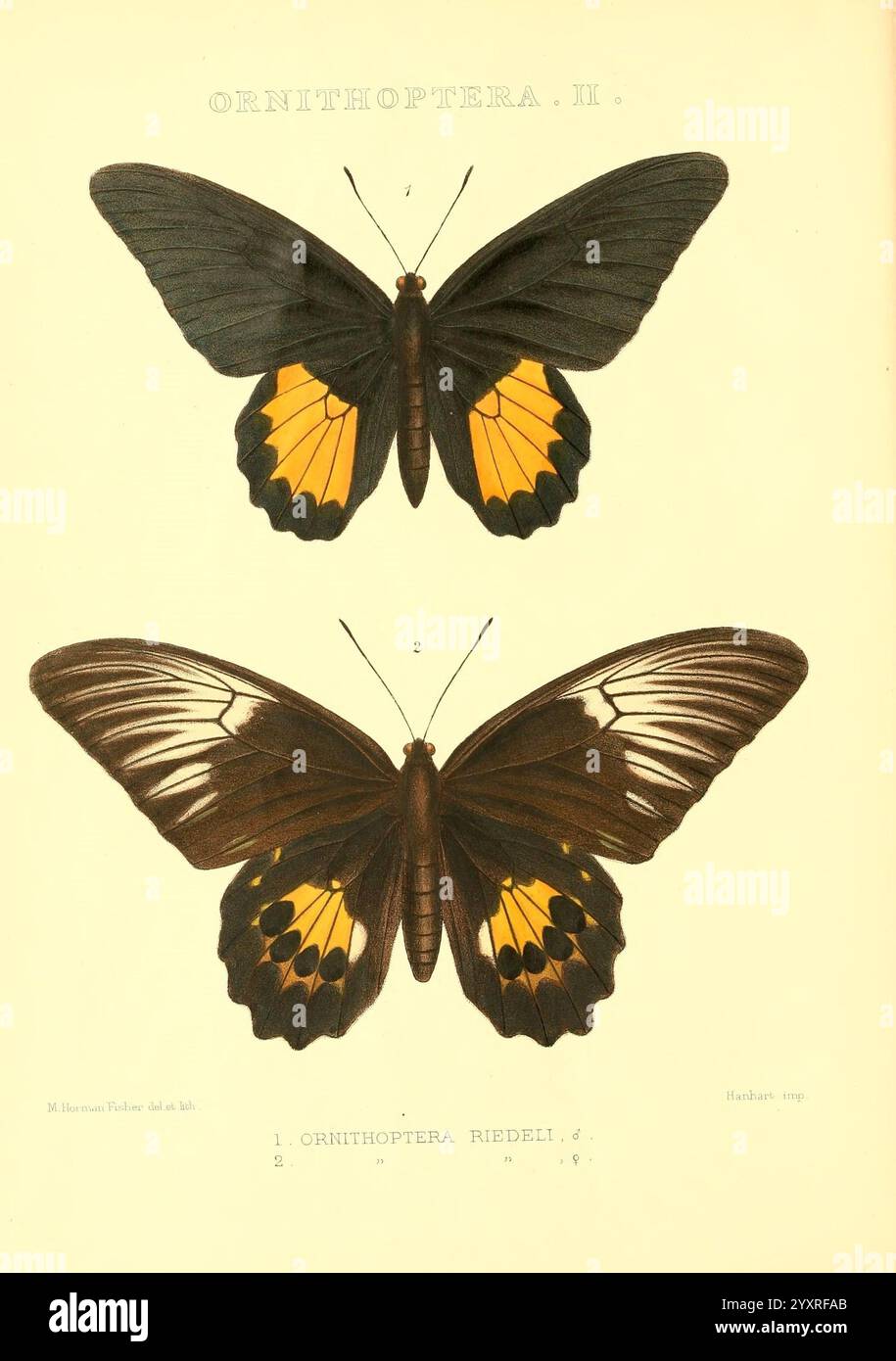Rhopalocera, exotica, London, Gurney, Jackson, 1887-1902, butterflies ...