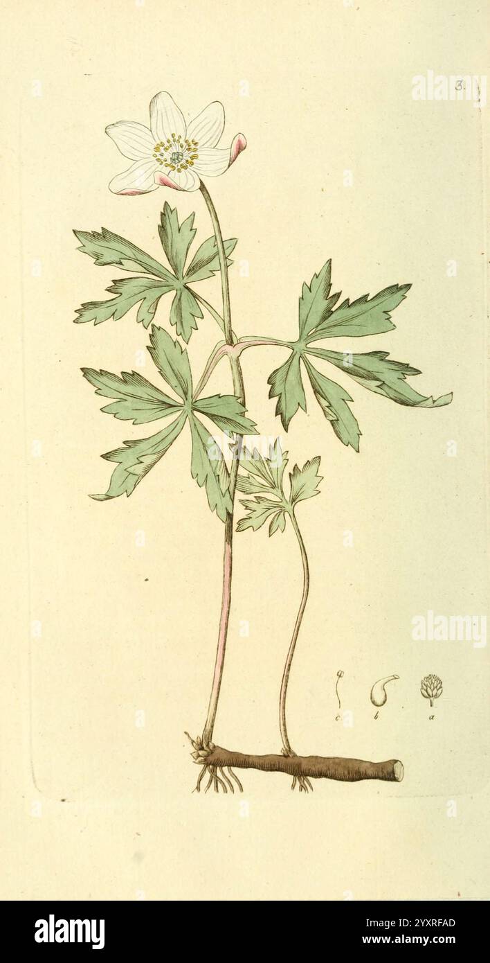 Visible root structure anchors hi-res stock photography and images - Alamy