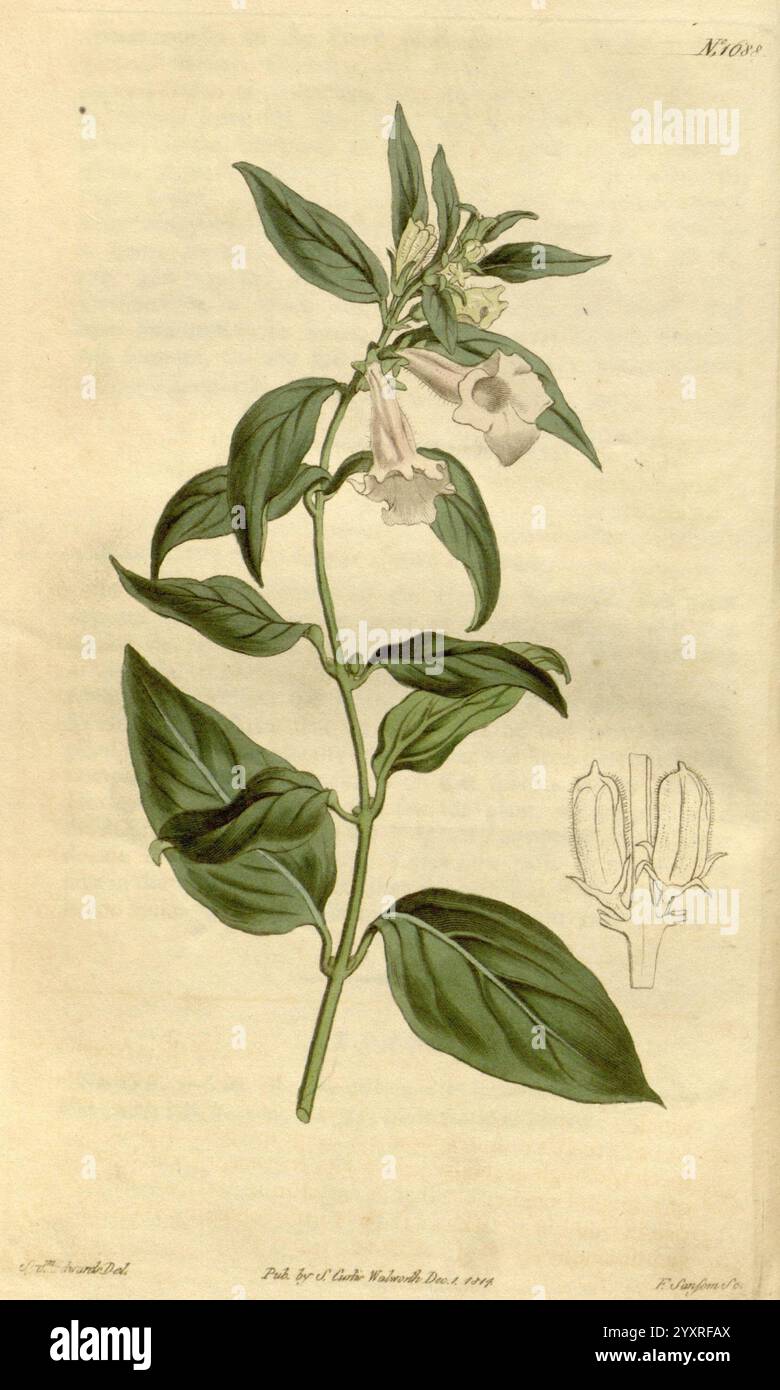 Several bell shaped white flowers hi-res stock photography and images ...