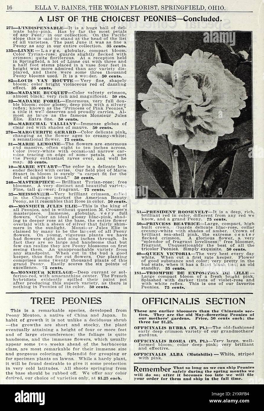 The wonderful new rose, Hoosier Beauty, Springfield, Ohio, Baines ...