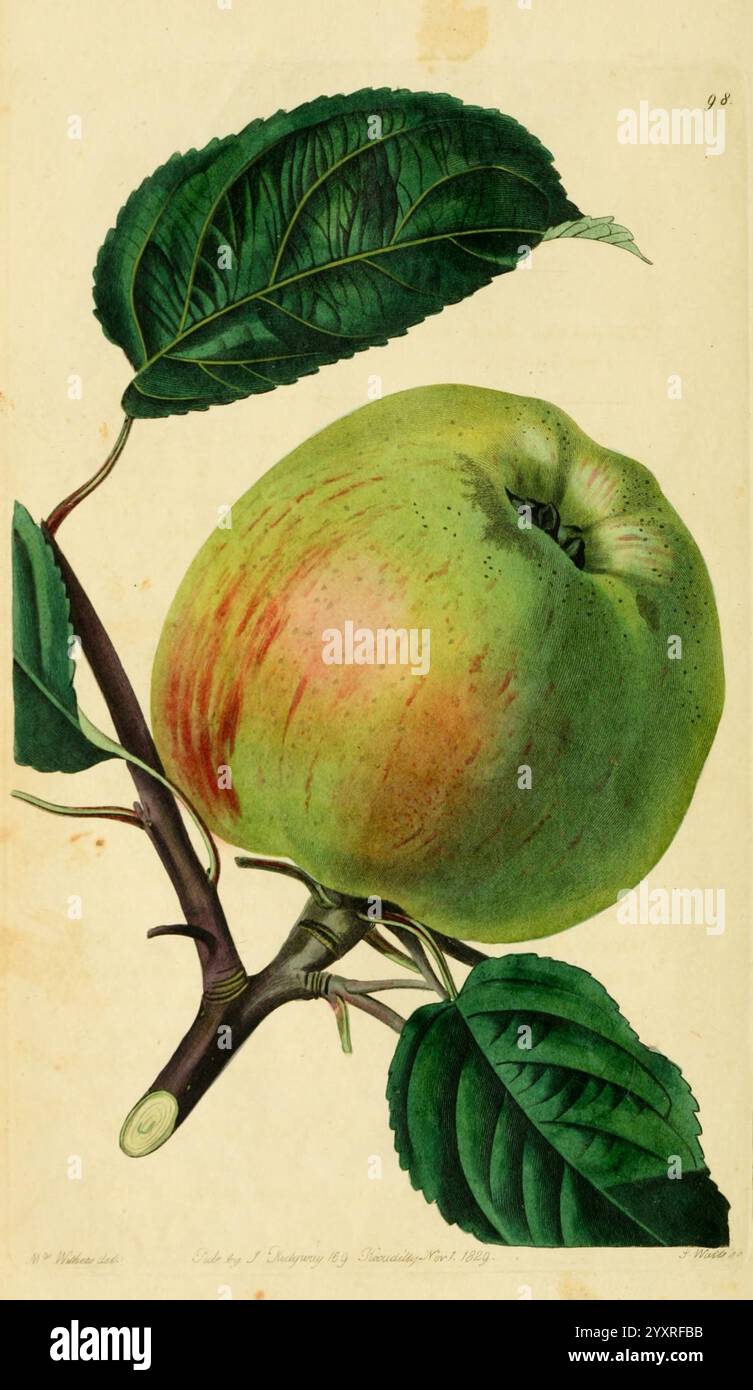 Showcasing distinct veins hi-res stock photography and images - Alamy