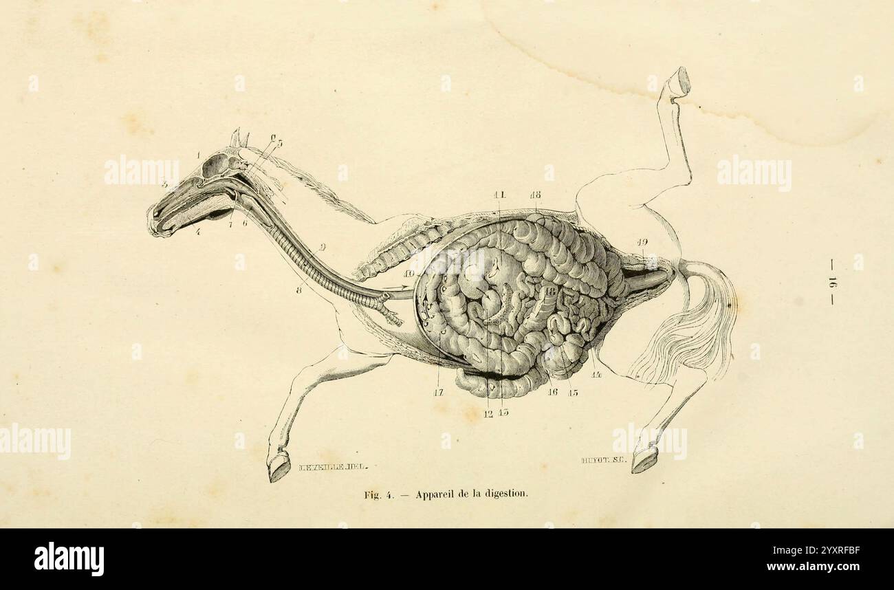 La connaissance générale du cheval, atlas, Paris, Didot, 1861, horses ...