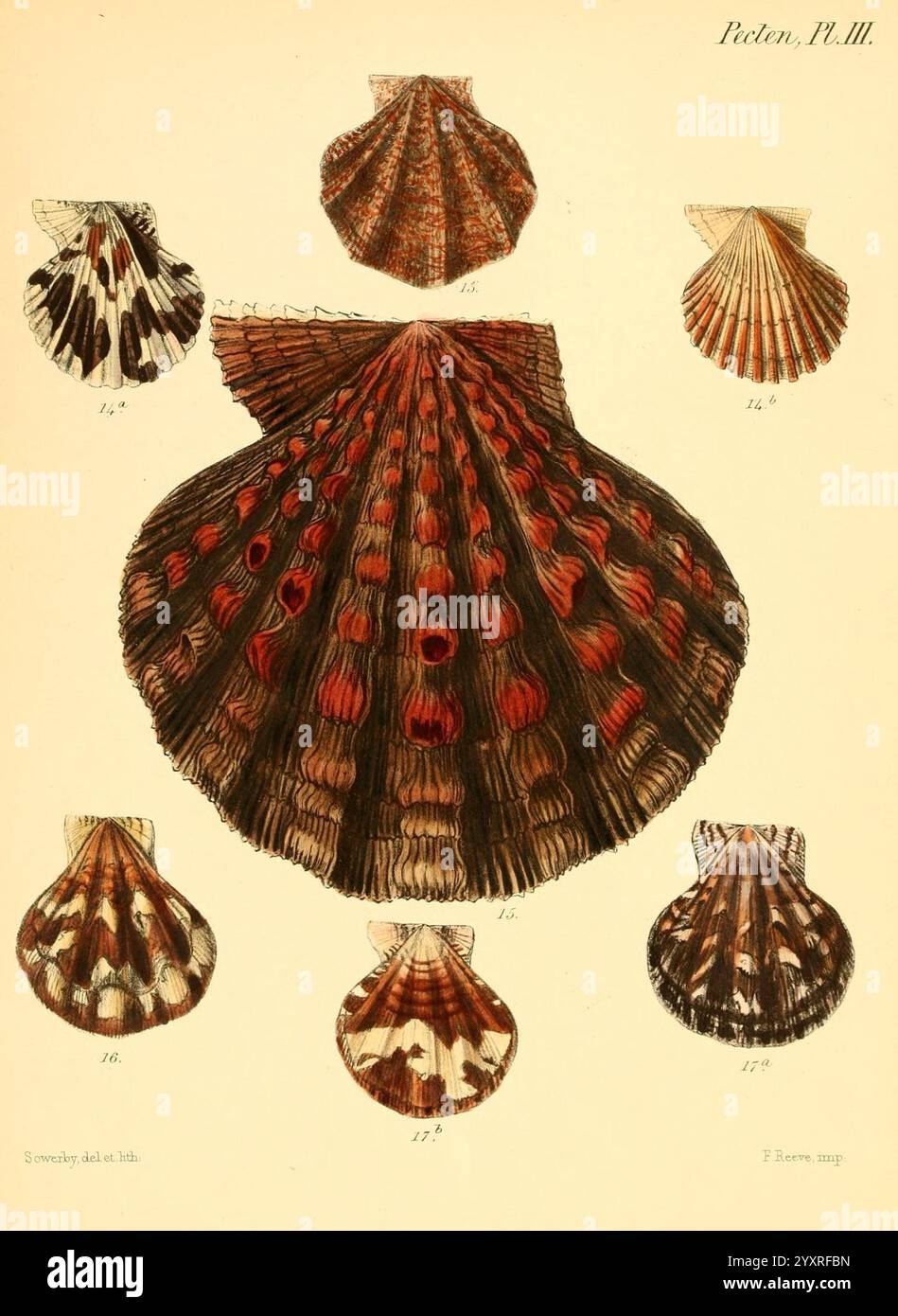 Conchologia iconica, or Illustrations of the shells of molluscous ...