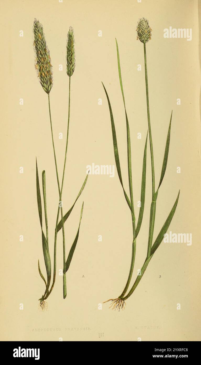 A natural history of British grasses, London, Groombridge, 1858, Great ...