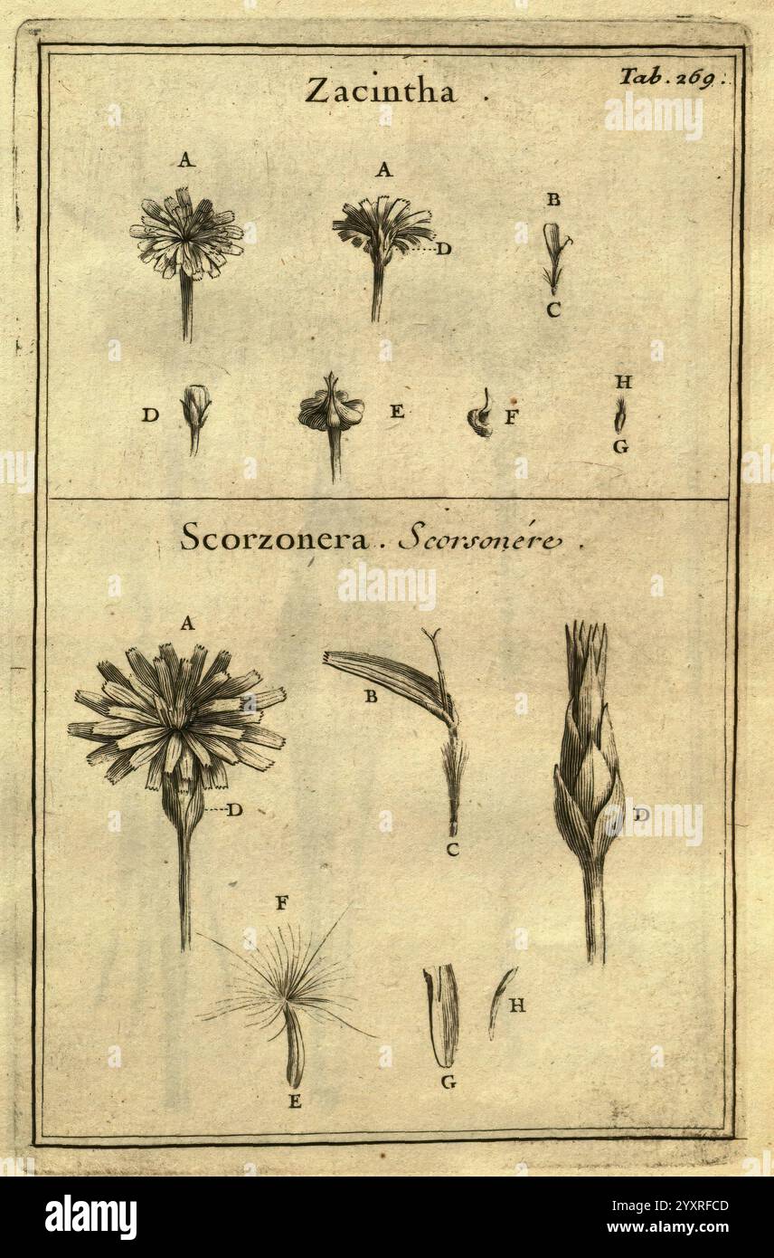 Illustration showcases various botanical specimens labeled hi-res stock ...