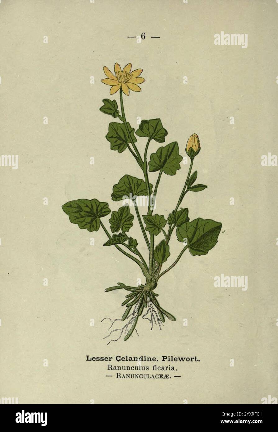 Wayside and woodland blossoms London F. Warne 1895 Great Britain ...