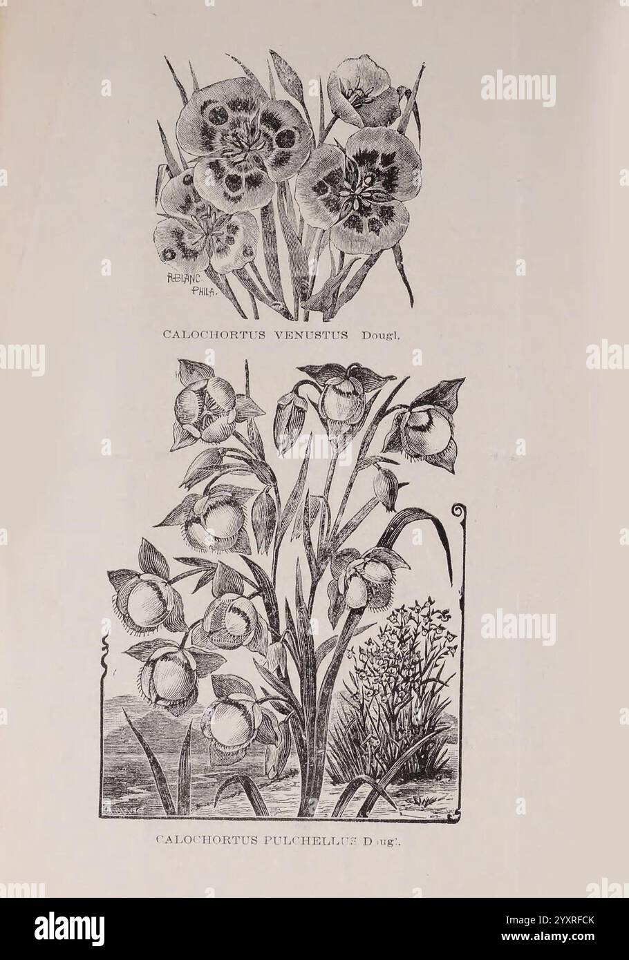 Upper section depicts calochortus venustus hi-res stock photography and ...