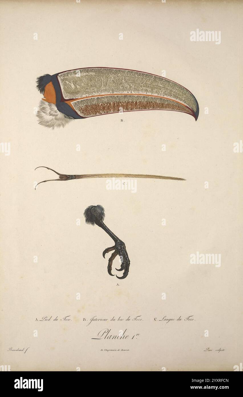 Toucan beak structure hi-res stock photography and images - Alamy