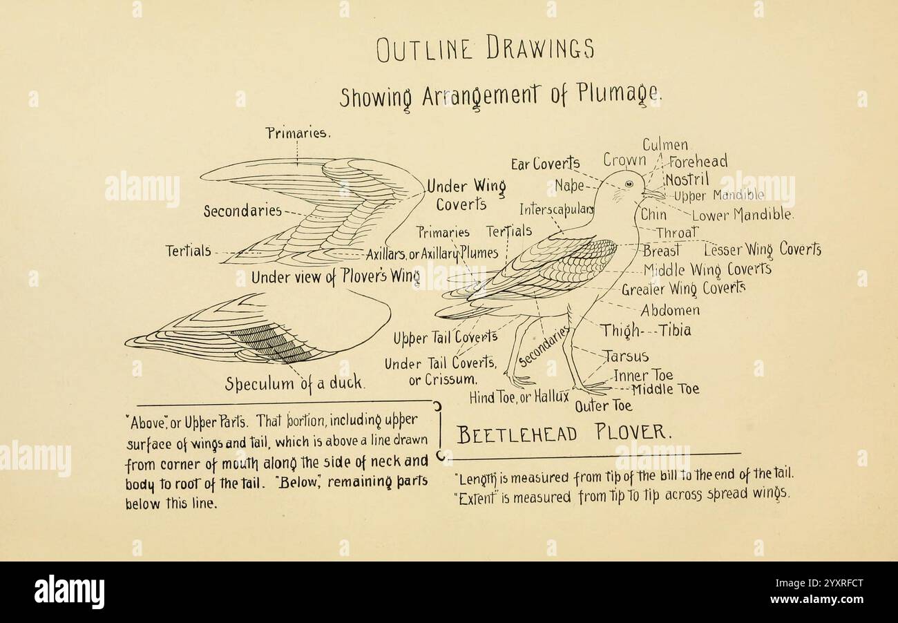 Feathered, game, of, the, Northeast, New York, T.Y. Crowell & Co, 1907 ...