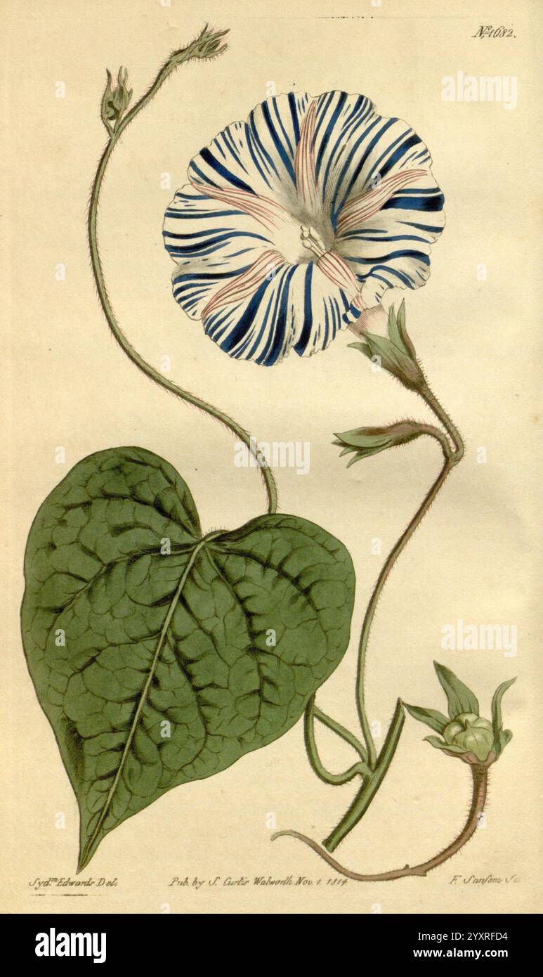 Curtis's Botanical Magazine London, New York botanical illustration ...
