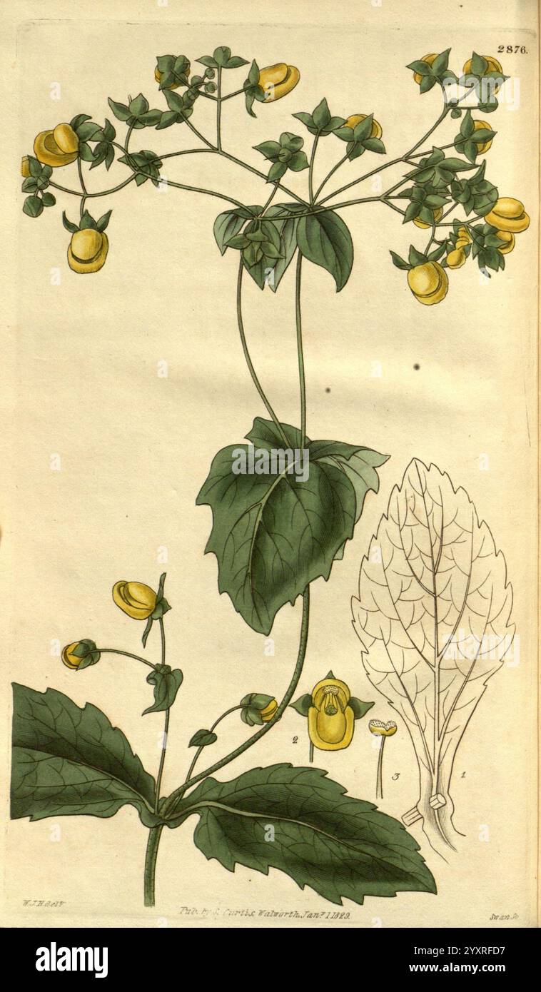 Distinctive lobed leaf structure hi-res stock photography and images ...