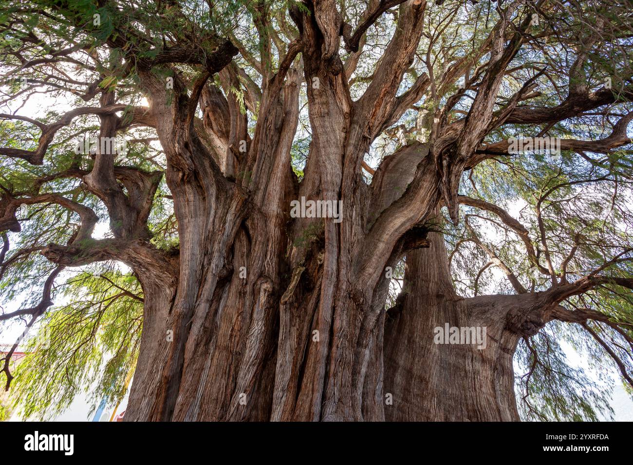 Tule tree, or árbol del tule, at Santa María del Tule, Oaxaca, Mexico Stock Photo - Alamy