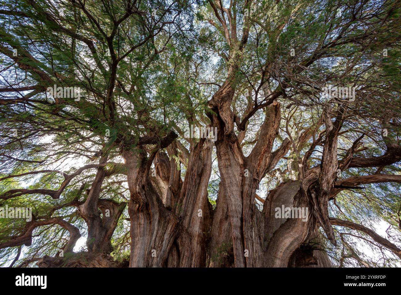 Tule tree, or árbol del tule, at Santa María del Tule, Oaxaca, Mexico Stock Photo - Alamy