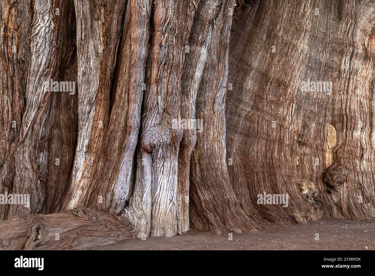 Arbol santa maria hi-res stock photography and images - Alamy