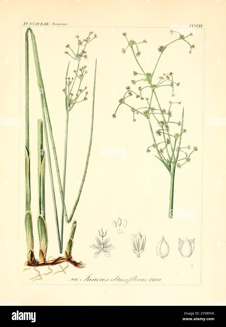 Juncus effusus features slender hi-res stock photography and images - Alamy