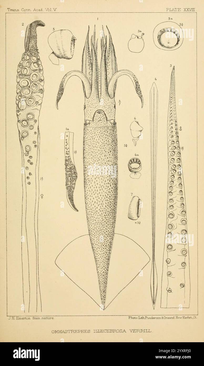 Squids structure hi-res stock photography and images - Alamy
