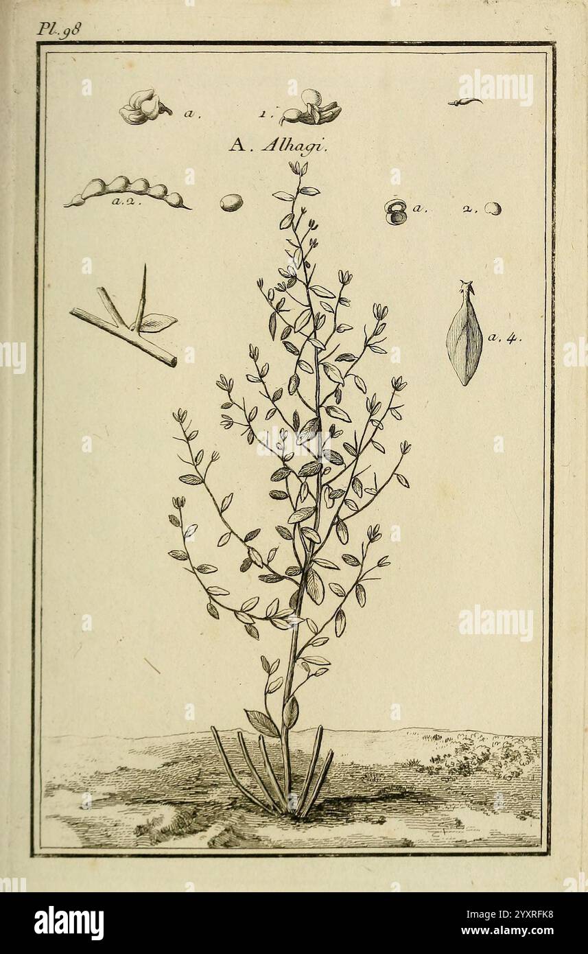 Alhagi plants hi-res stock photography and images - Alamy