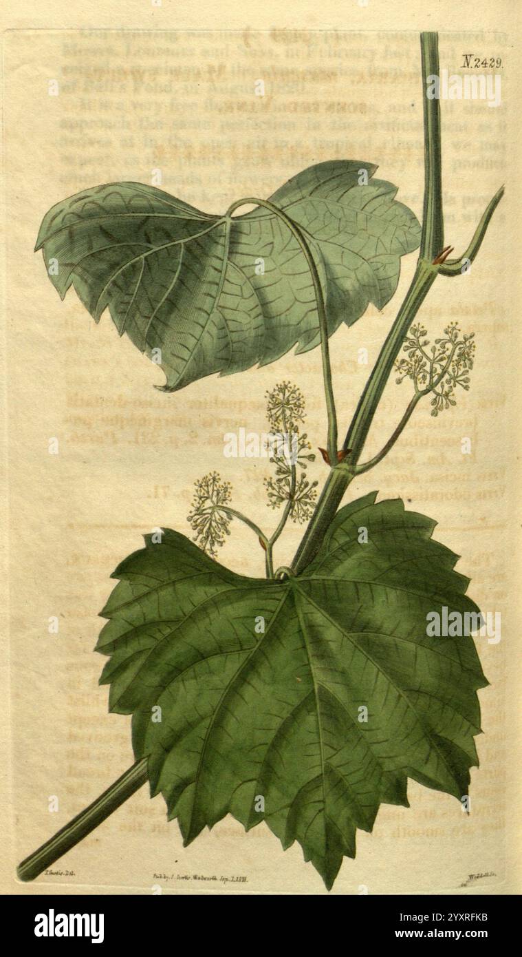 Budding flowers emerge hi-res stock photography and images - Alamy