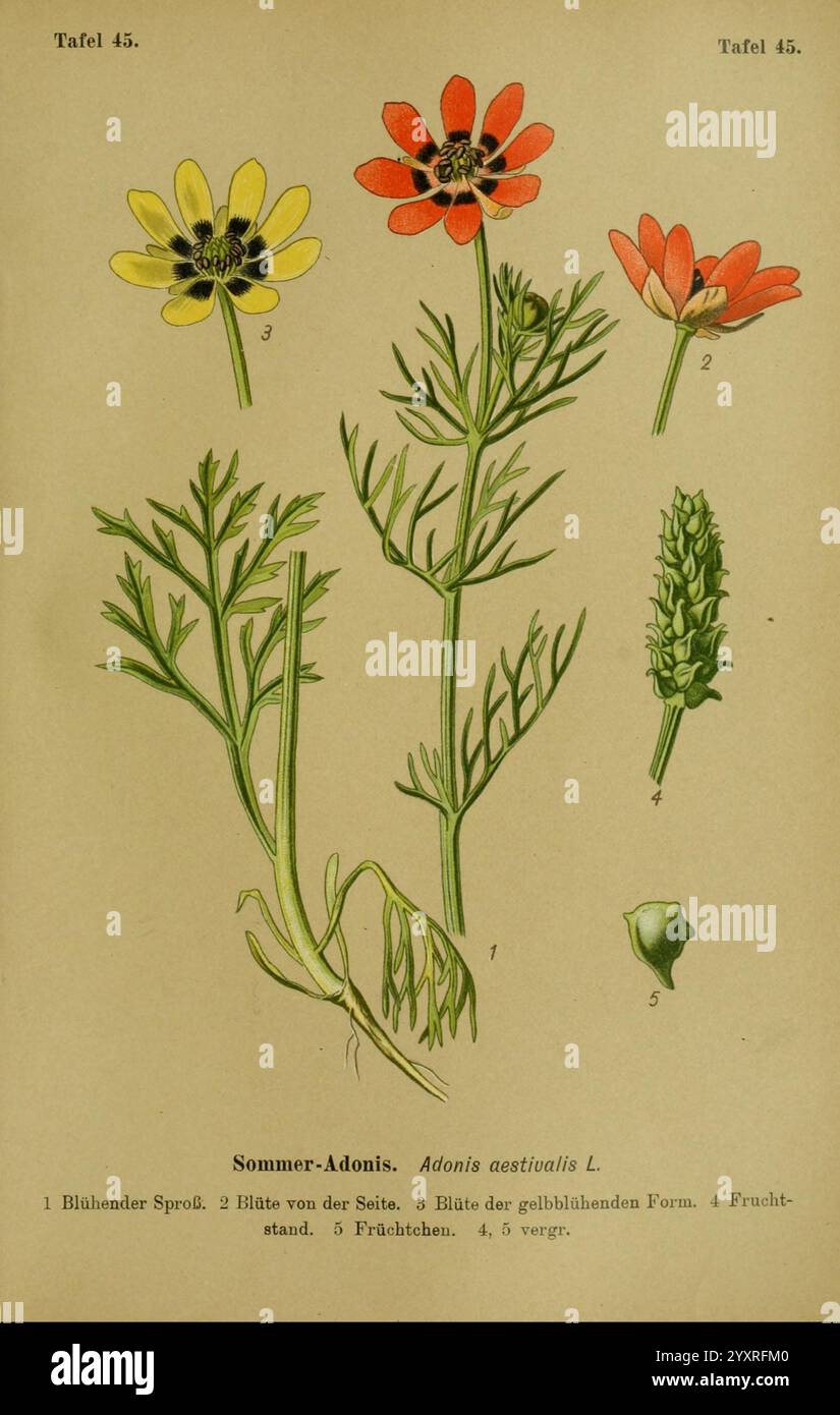 Die, Giftpflanzen, Deutschlands, Braunschweig, F, Vieweg, 1910, germany ...