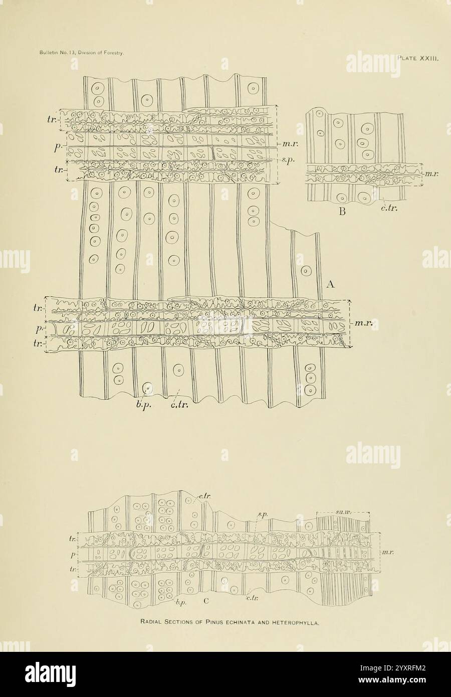Understanding structural differences hi-res stock photography and ...