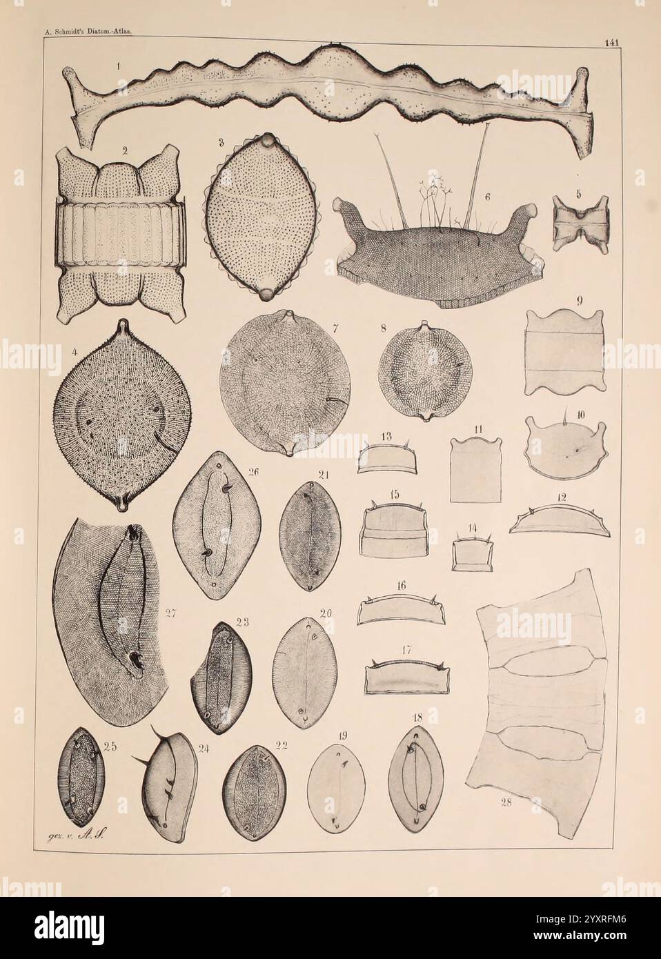 Representing diatoms hi-res stock photography and images - Alamy