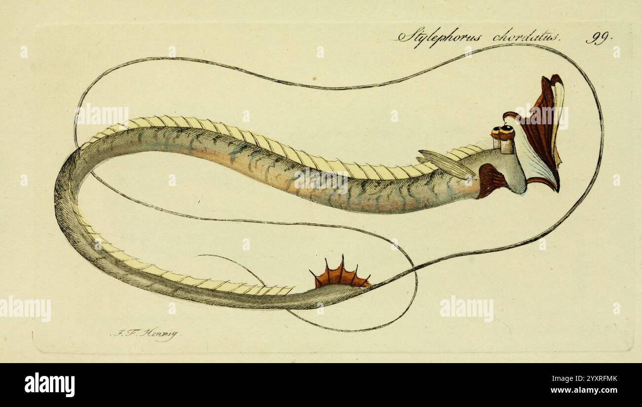 Features prominent dorsal fins hi-res stock photography and images - Alamy