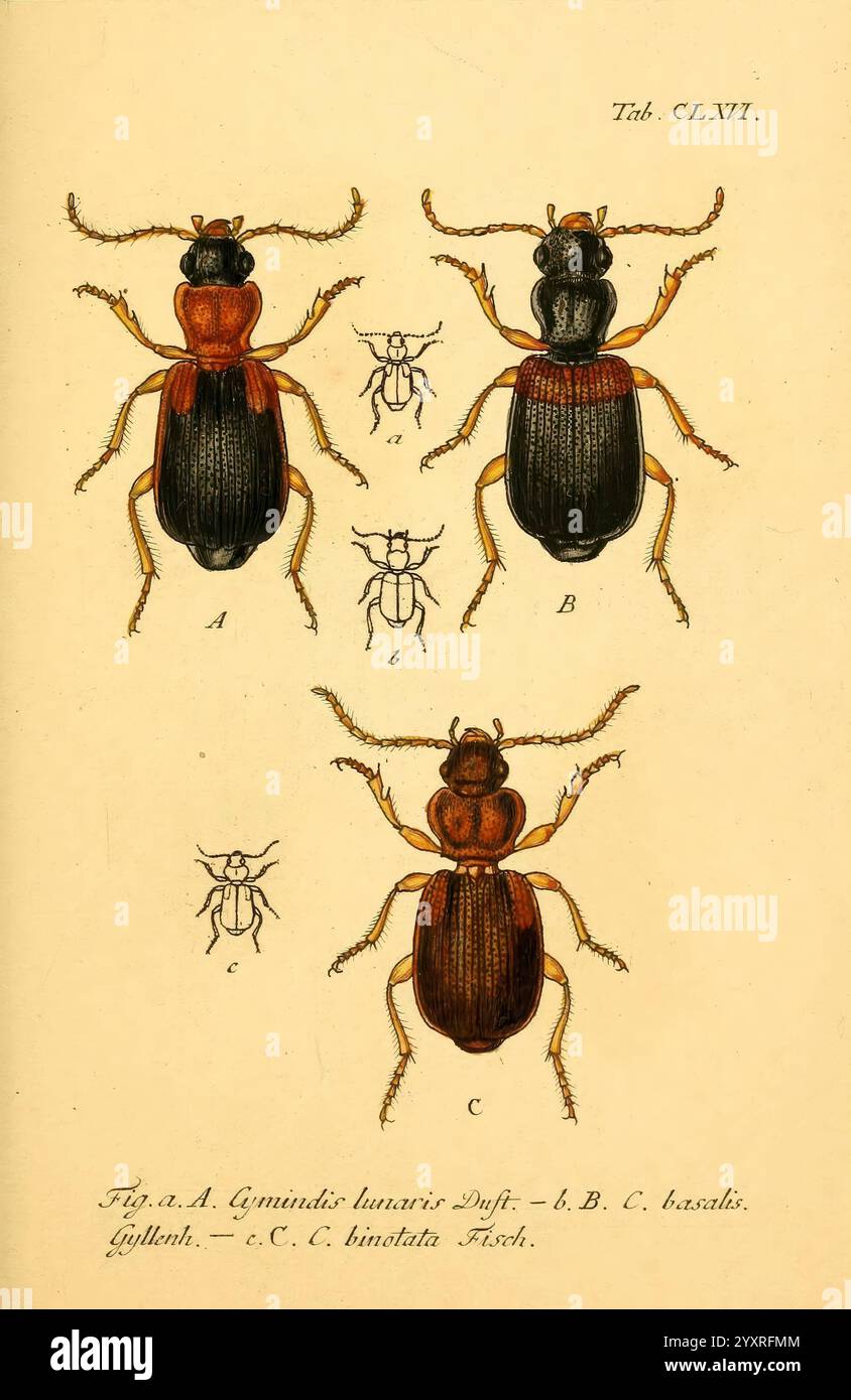 Three distinct beetles hi-res stock photography and images - Alamy