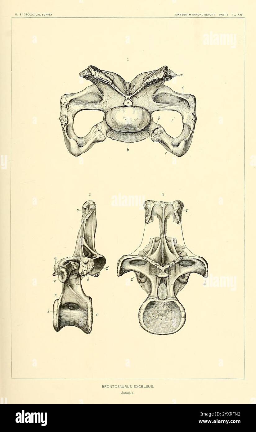 The dinosaurs of North America, Washington, Govt. Print, 1896 ...